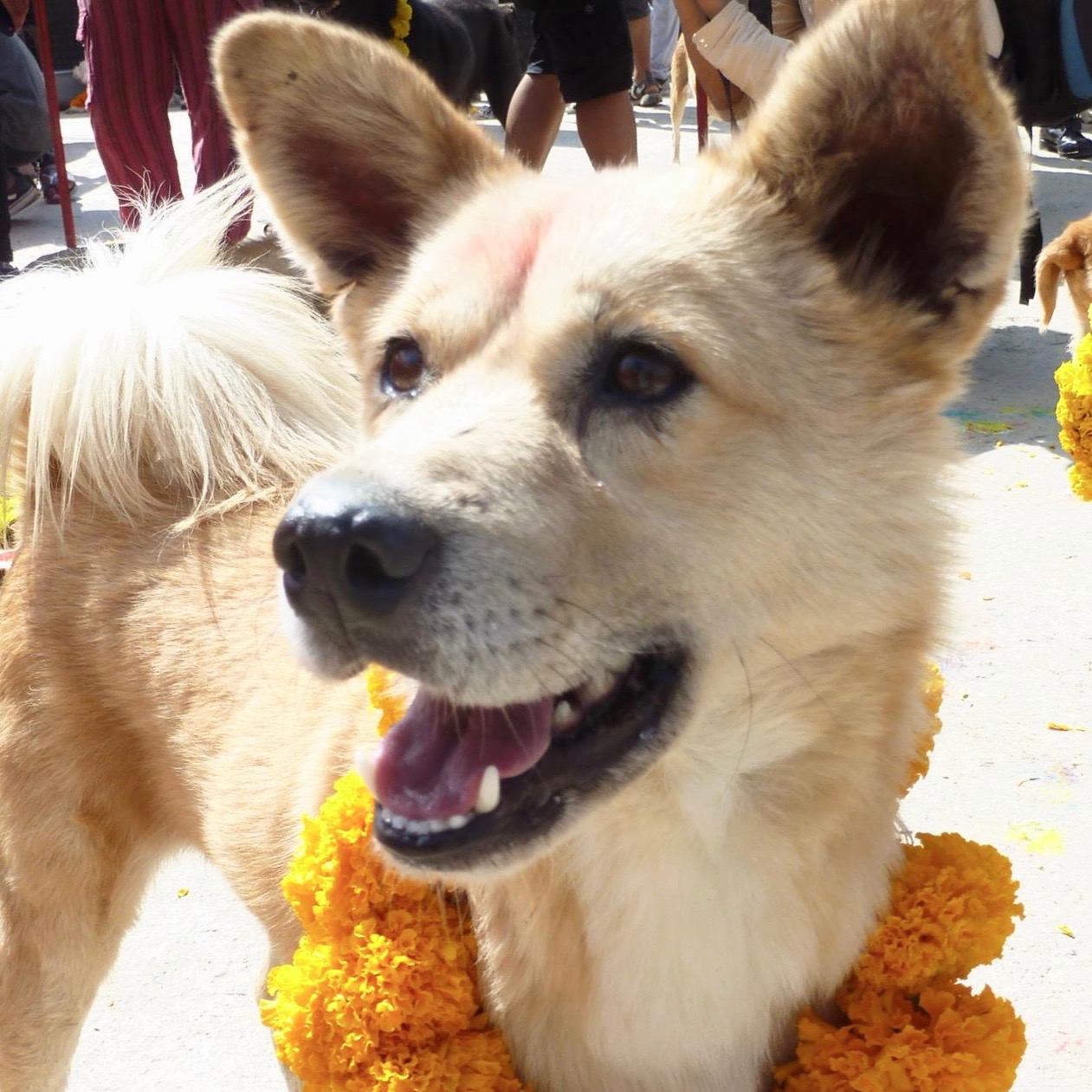 Abandoned and Abused Dog Survives Cruelty - HIPAW